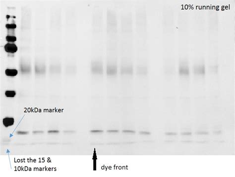 X Sds Loading Buffer Recipe Dtt Deporecipe Co