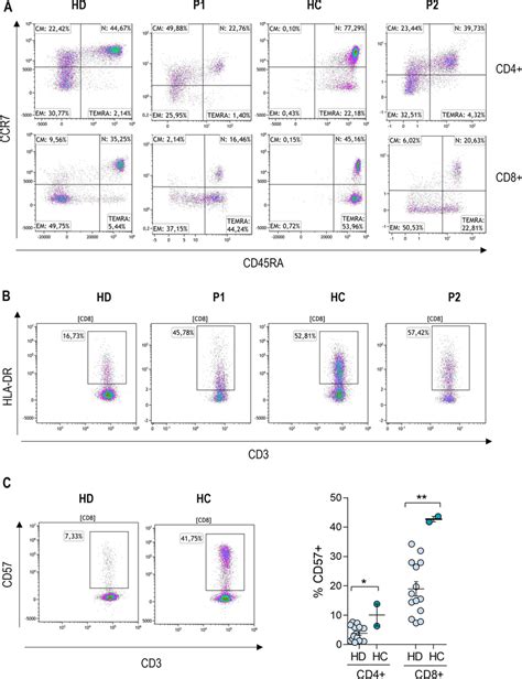 Flow Cytometry Analysis Of The T Cell Compartment A Cd4 And Cd8 Download Scientific Diagram