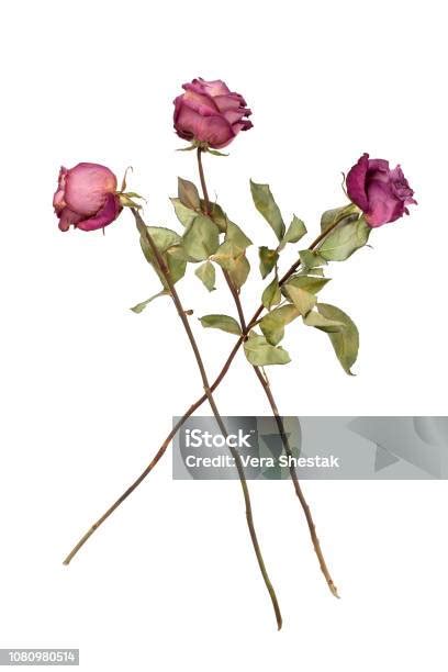 절연 하는 흰색 바탕에 긴 줄기 인사말 카드 개념 제품 상자 레이블 여성의 날 발렌타인 데이 생일 웨딩 포스터 인쇄 직물에 대 한 디자인 요소와 3 개의 빨간 장미 벽지