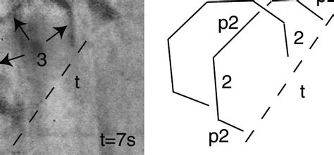 Dislocation Multiplication At An Open Loop In A Twofold Plane At 720 C Download Scientific