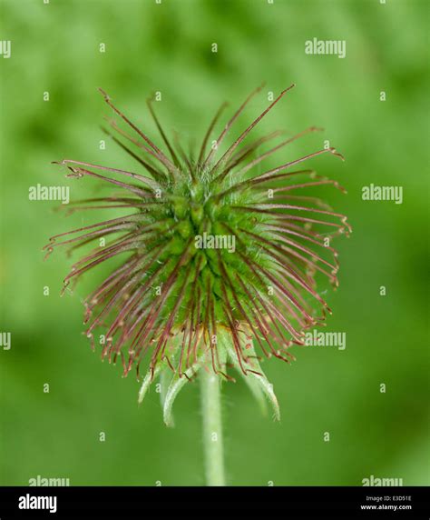 Macro Shot Of The Seed Head Of The Common Weed Herb Bennet Geum