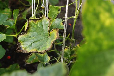 Magnesium Deficiency In Tomato Plants