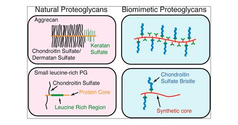 Proteoglycan Aggregate