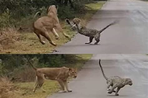 Leopard Vs Lion