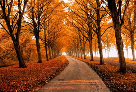 Fall Beauty Pictures Photos And Images For Facebook Tumblr