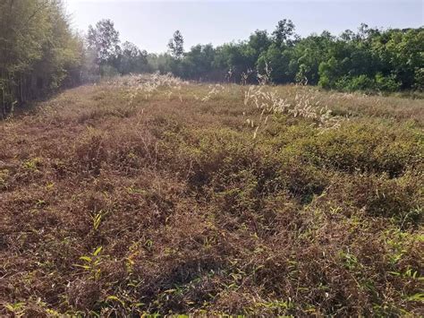 ขายที่ดินคำโตนด 2 5 ไร่ ใกล้ถนนเส้นสุวรรณศร 33 2 1 กม ประจันตคาม ปราจีนบุรี ที่ดินร้อยแปด คอม