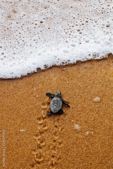 Hatchling Newborn Loggerhead Sea Turtle Caretta Caretta Crawling On