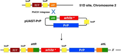 Phic31 Puast Mediated Site Specific Transgenesis In Drosophila The Download Scientific Diagram
