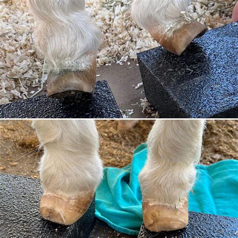 Ladybug The Severely Foundered Rescue Mini Update Rhorses