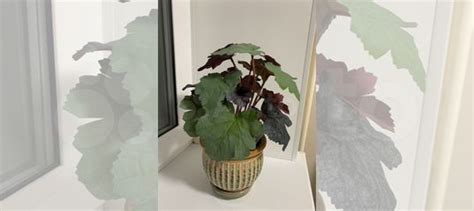 Искусственные цветы в горшках Ikea купить в Екатеринбурге Товары для дома и дачи Авито