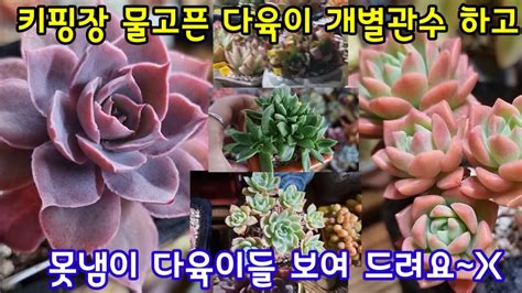 물고픈 키핑장 다육이 골라서 겨울 개별물관수 요정도해요 💦 못냄이 다육이들도 당연히 있지요😆 조금씩 회복하는 모습도 즐기시길 바랍니다 ☘️메리크리스마스 ♥️ Youtube