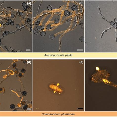 Double‐stranded Rna Dsrna Either Associates Externally Or Is Taken Up Download Scientific