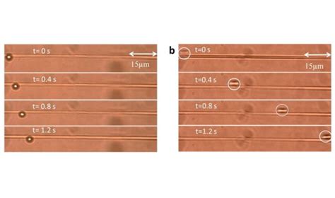 Higher Order Modes The Key To Fast Optical Manipulation Asian Scientist Magazine
