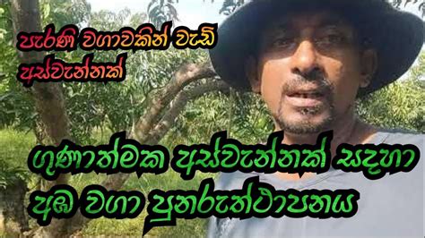 අඹ වගාව 27 පැරණි අඹ වගාව අලුත් කරමු Agri Life With Dilupa Akalanka Youtube