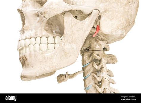 In The Diagram Which Is The Styloid Process Radius Styloid U
