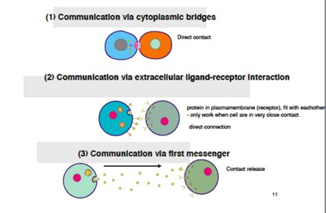 Ch 15 Cellular Signaling Gpcr Rtk Flashcards Quizlet