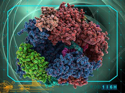 Rna Polymerase Complex Stock Image C035 8648 Science Photo Library
