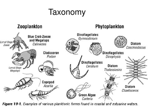 Zooplankton Taxonomy