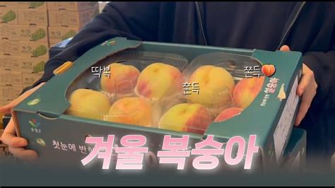 겨울에 복숭아 먹고 싶으신 분들 Youtube