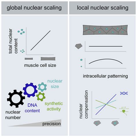 Nuclear Scaling Is Coordinated Among Individual Nuclei In Multinucleated Muscle Fibers