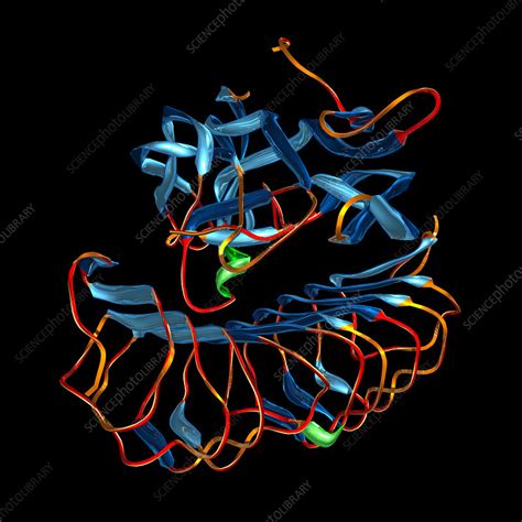 Follicle Stimulating Hormone Molecule Stock Image A6190126 Science Photo Library