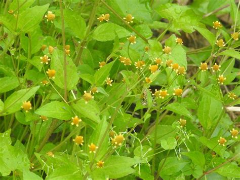 Acmella Paniculata Wall Ex Dc R K Jansen