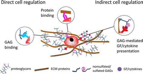 Control Of Cell Functions By The ECM ECM Mediated Signaling To Cells Download Scientific