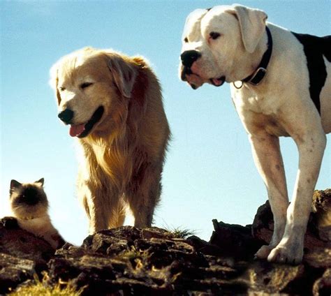 The 13 Best Golden Retriever Movies And Shows Ranked