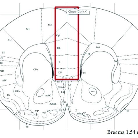 Schematic Representation Of Prefrontal Cortex Dissection After Download Scientific Diagram