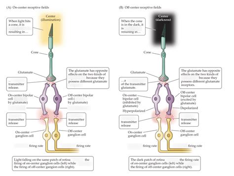 Connection Of Cones To Bipolar Cells Diagram Quizlet