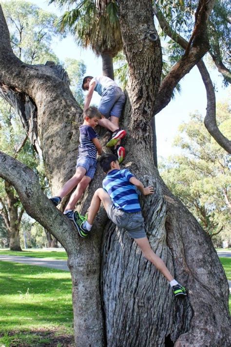 Tree Climbing Whos Up For The Challenge Nature Play Wa