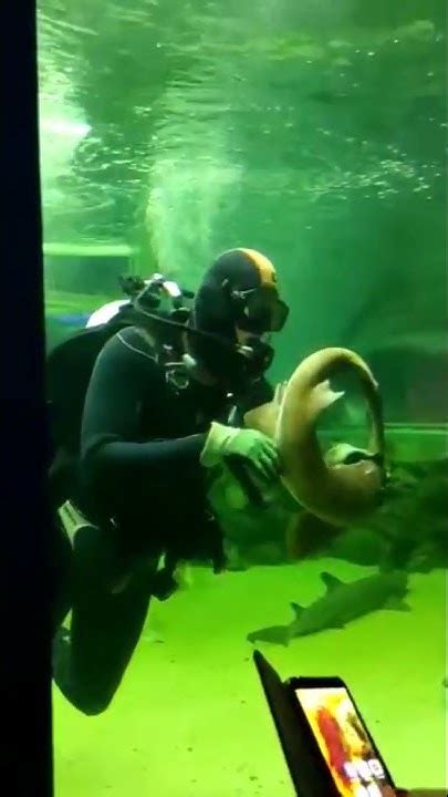 Акула кошка Кошачья акула Океанариум Краснодар 😉 Youtube