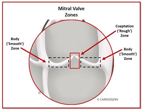 Mitral Valve Anatomy Images