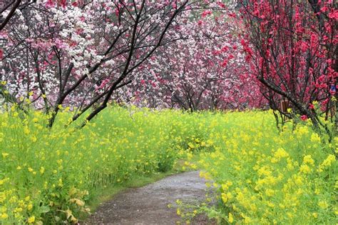 Nishigawaflowerparksakurakochijapan Kyuhoshi