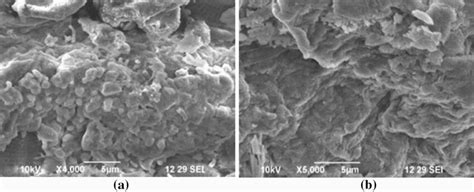 Sem Micrograph Of Cladophora Sp Before A And After B Download Scientific Diagram