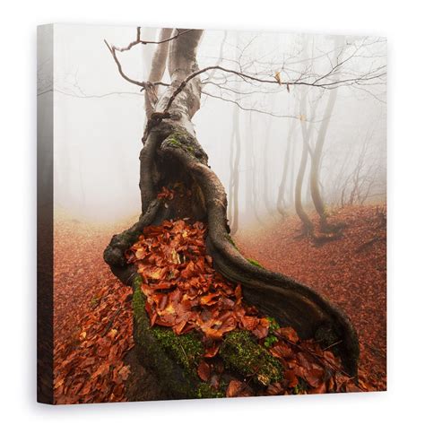 Vászonfestmény Ősfa Fa Fák Erdő Bükk Levelek 100 X 100 Cm Emaghu