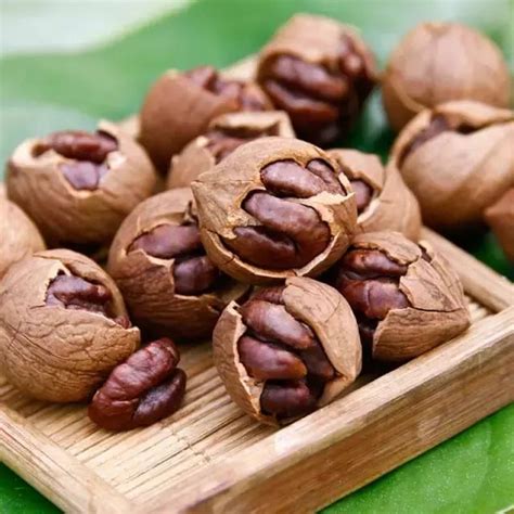 為什麼山核桃這麼貴？知道真相後我好心疼 每日頭條