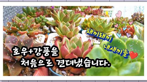 7월18일 ⛈️거친 폭풍우가 지나고 옥상다육이 둘러봅니다 팬지 무름병 비가림막 다육식물 초보다육이 Succulents Youtube