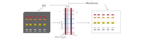 How To Run A Western Blot Assay An Illustrated Diagram Bio Techne