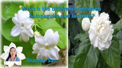 Sampaguita Type Of Flower Best Flower Site