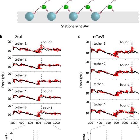 Unzipping Dna Molecules On Nswat A Schematic Of The Dna Unzipping