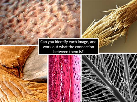 Inheritance A Complete Set Of Resources For Edexcel Igcse Biology