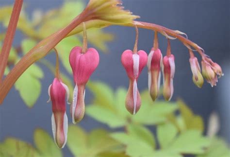 タイツリソウケマンソウ 庭の小さな花ばたけ