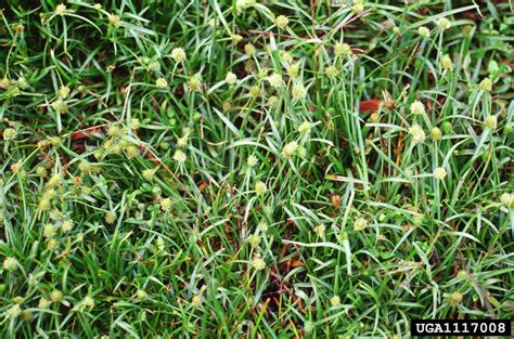 Nutsedge And Kyllinga At Loyd Martin Blog
