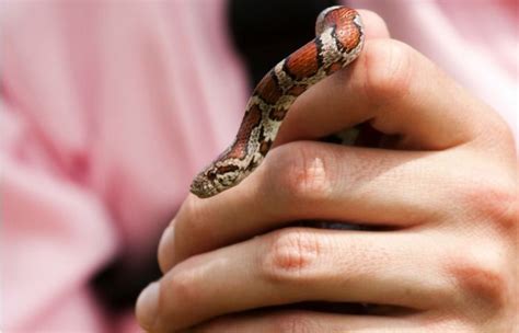 Adulting Adventures Coaxing A Snake Out Of A Tree