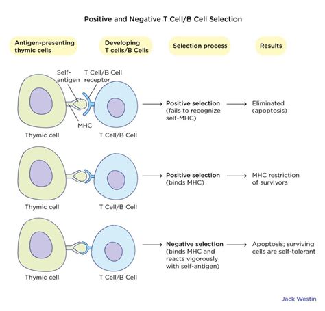 Clonal Selection Immune System Mcat Content