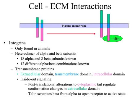 Ppt The Extracellular Space Powerpoint Presentation Free Download
