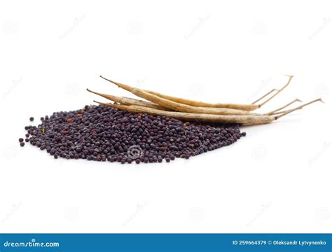 Colza Seca Y Semillas Imagen De Archivo Imagen De Ambiente 259664379