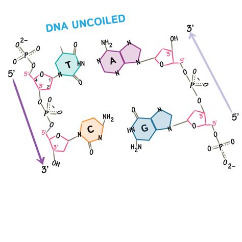 Biochemistry Glossary Dna Structure And Base Pairing Ditki Medical And Biological Sciences