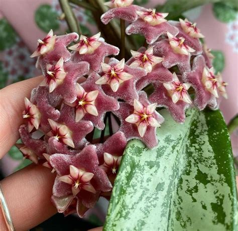 Hoya Pubicalyx — Ultimate Grow And Care Guide